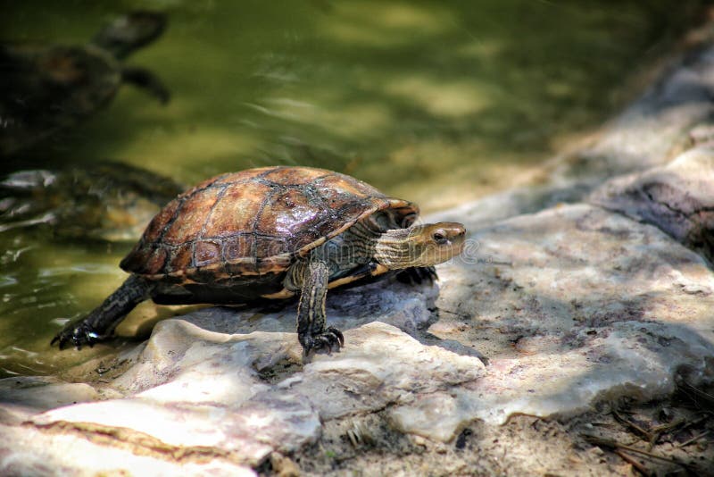 Turtle in Water stock image. Image of flipper, fauna - 243098293