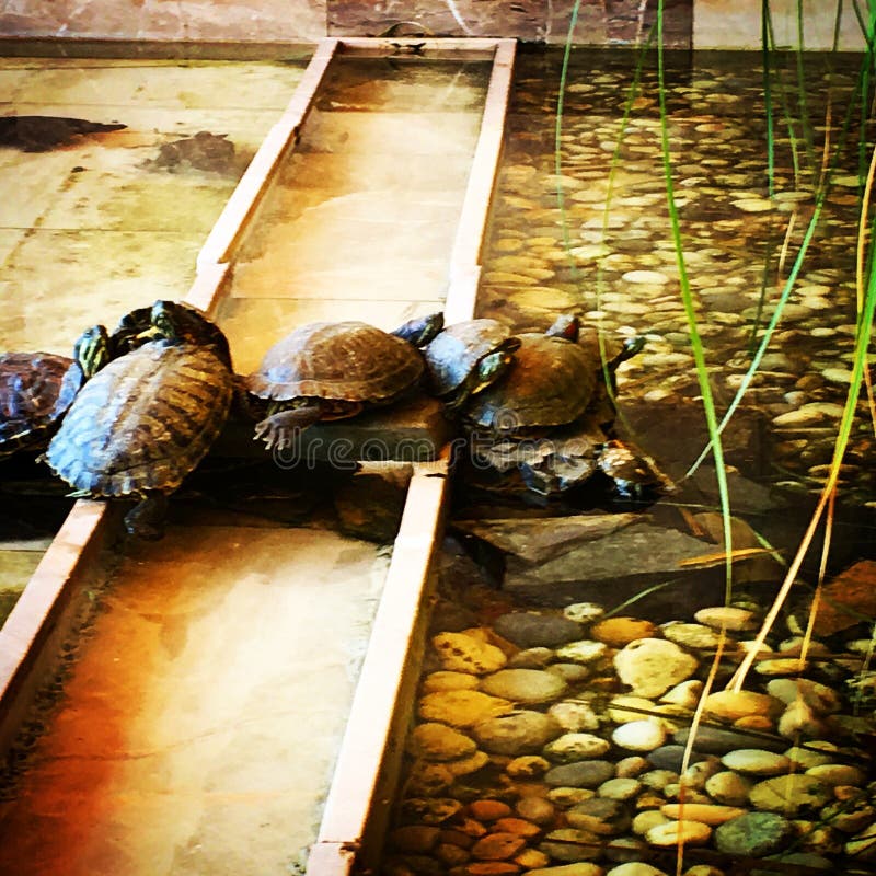 Turtle in Water stock photo. Image of reptile, background - 243098040