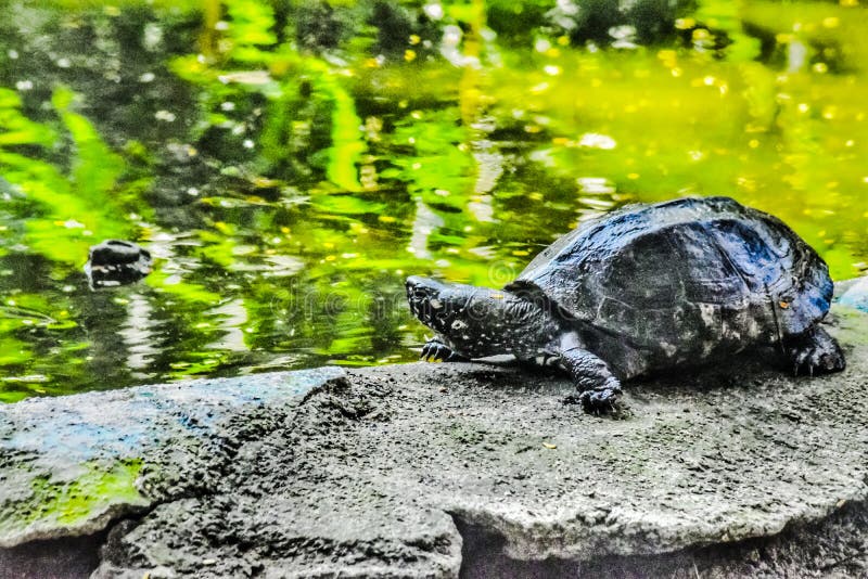 Turtle in the water stock photo. Image of tortoise, pond - 202926090