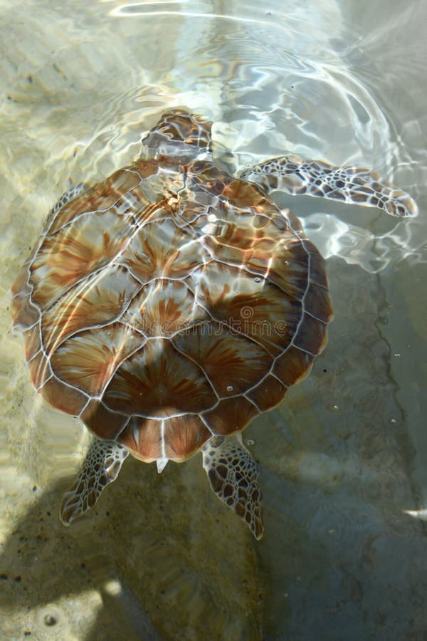 Turtle in Water stock image. Image of paradise, ocean - 243098099
