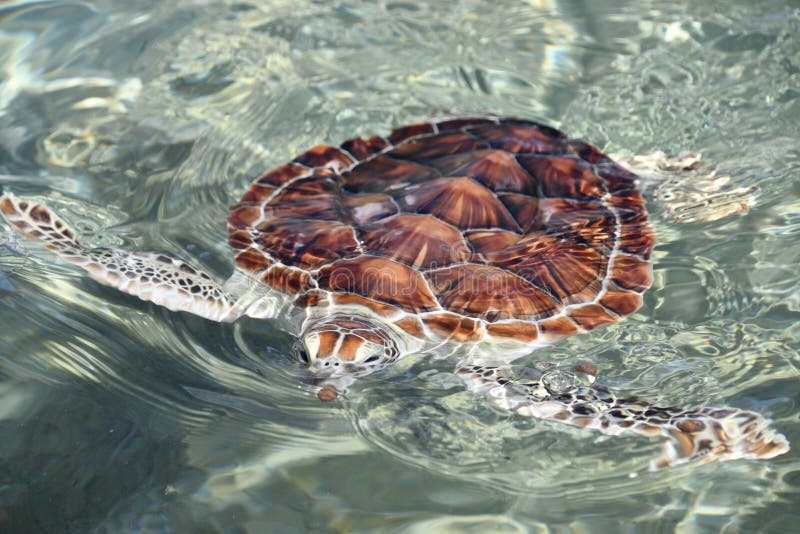 Turtle in Water stock image. Image of paradise, ocean - 243098099