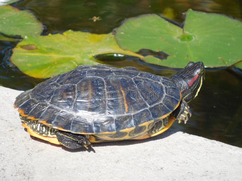 Turtle and Lilly Pads stock photo. Image of pads, waters - 117096964
