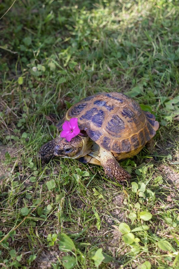 Turtle Wearing Flower Hat Sits in Grass. World Turtle Day Stock Photo ...