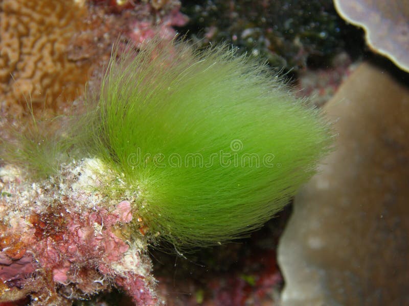 Turtle Weed stock image. Image of colour, active, green - 614153