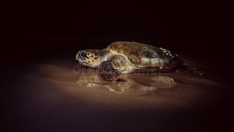 Turtle with Illuminated Shell on Wet Sand Editorial Photography - Image ...