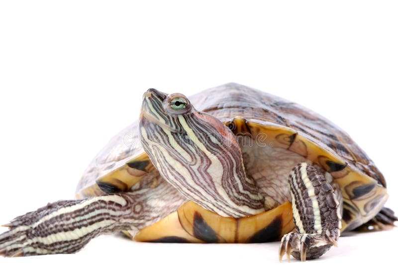 Slow turtle on staircase stock photo. Image of reach - 21809730