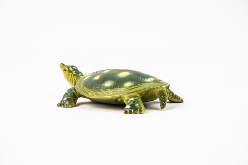 Turtle on white background stock photo. Image of nature - 130647804