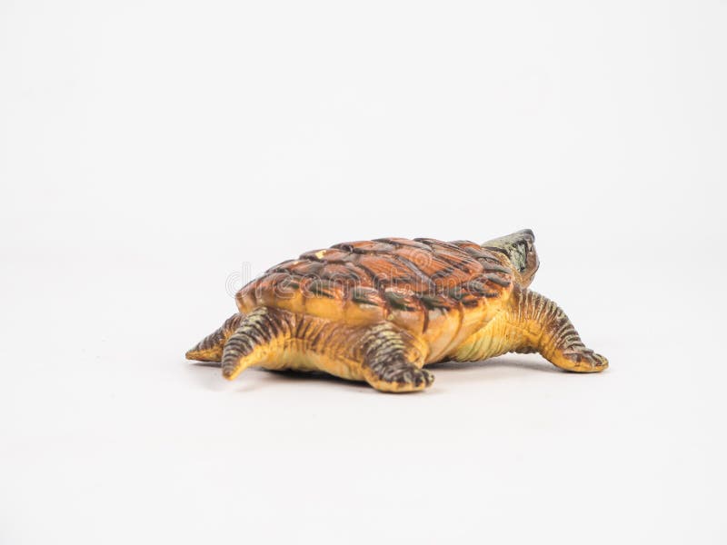 Turtle on white background stock photo. Image of shell - 152189604