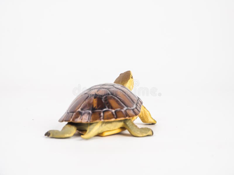 Turtle on white background stock image. Image of wildlife - 123344451