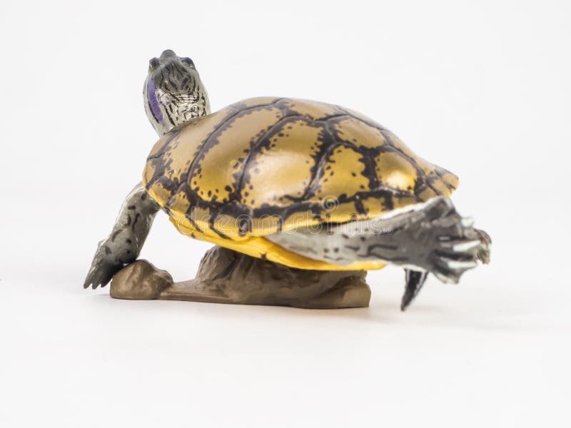 Turtle on white background stock photo. Image of wildlife - 153323592