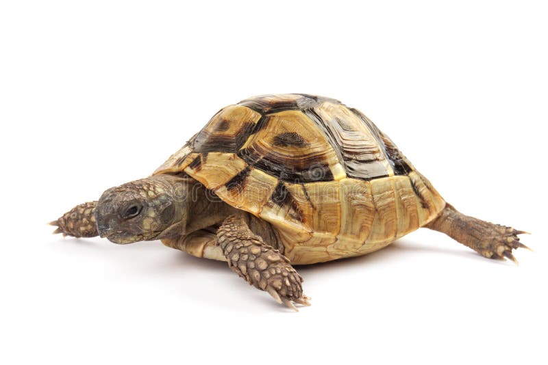 Green Sea Turtle Isolated on White Background Stock Photo - Image of ...