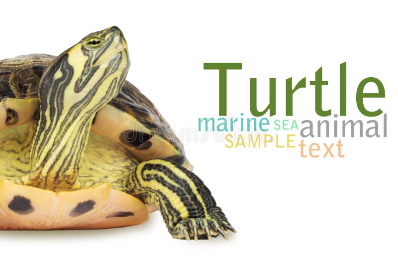 Softshell turtle stock image. Image of softshell, eyes - 27524399