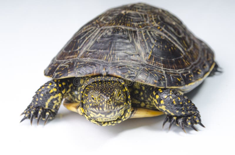Turtle on a White Background Stock Photo - Image of reduced, reptile ...