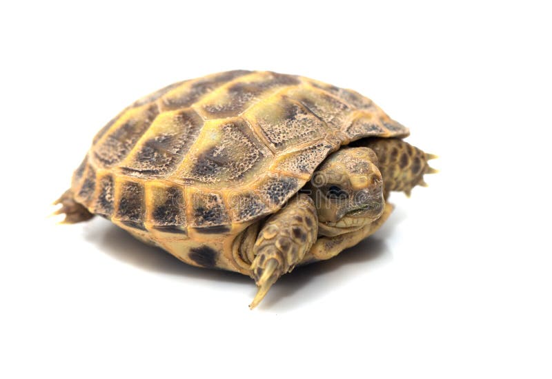 Box Turtle on a White Background Stock Image - Image of background ...