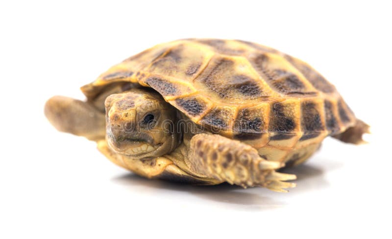 Box Turtle on a White Background Stock Image - Image of background ...