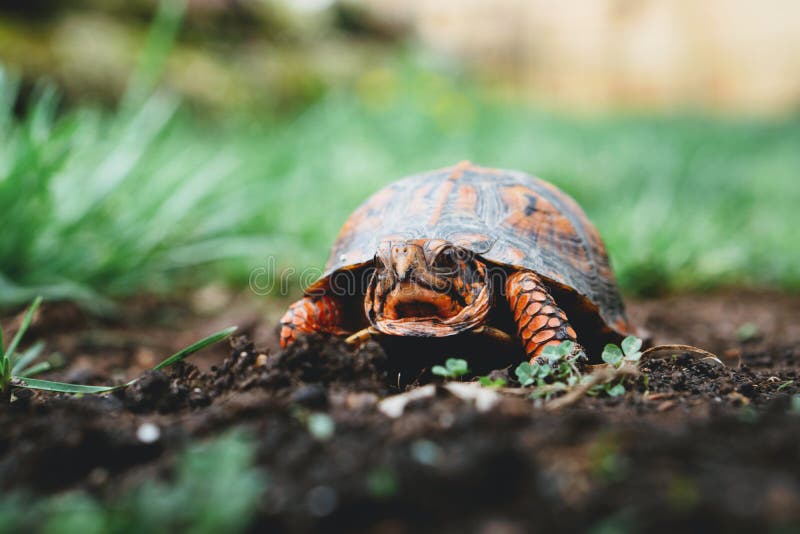 Turtle, Wild Animal, Reptile, Beautiful Picture, Unique Stock Photo ...