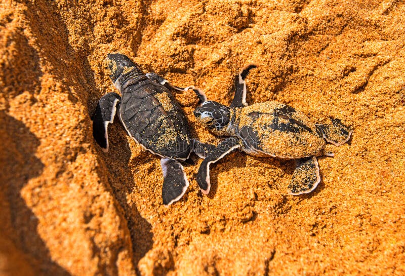 Turtles give birth stock image. Image of nature, little - 29010733