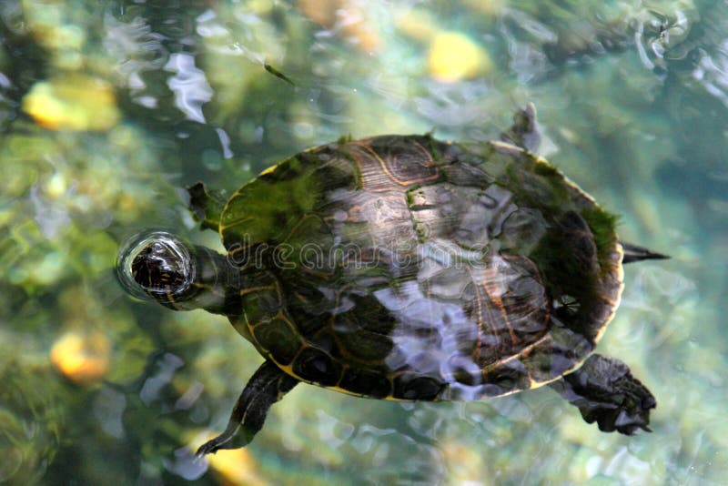 Turtle in wild life stock image. Image of nature, black - 93826915