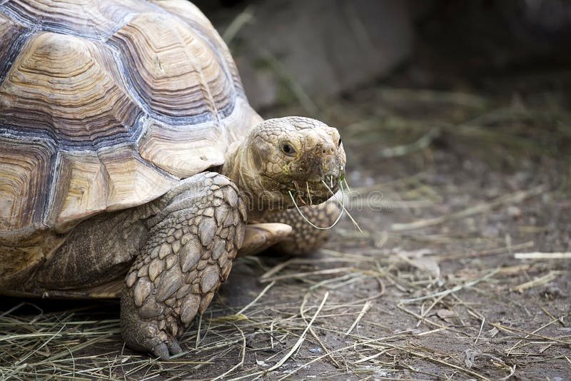 Turtle in the wild stock photo. Image of shell, brown - 160088268
