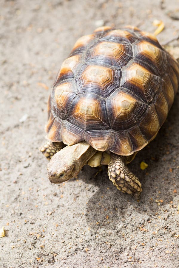 Turtle on the Wild Safari Park Stock Image - Image of safari, park ...