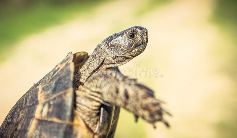 Turtle in wildlife. Turkey stock photo. Image of natural - 148613372