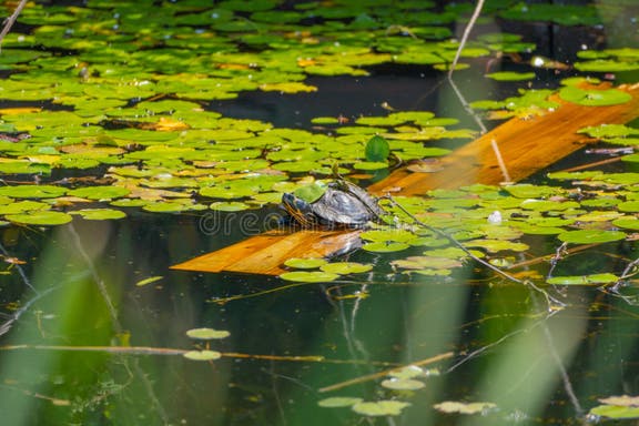 Turtle on a Wood Plank in a Pond Stock Image - Image of tortoise, park ...