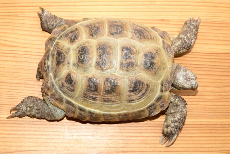 Turtle on the wooden desk stock image. Image of exotic - 85556283