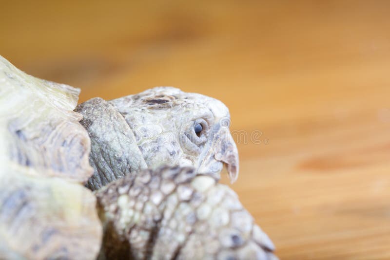 Turtle on the wooden desk stock photo. Image of animal - 85556406