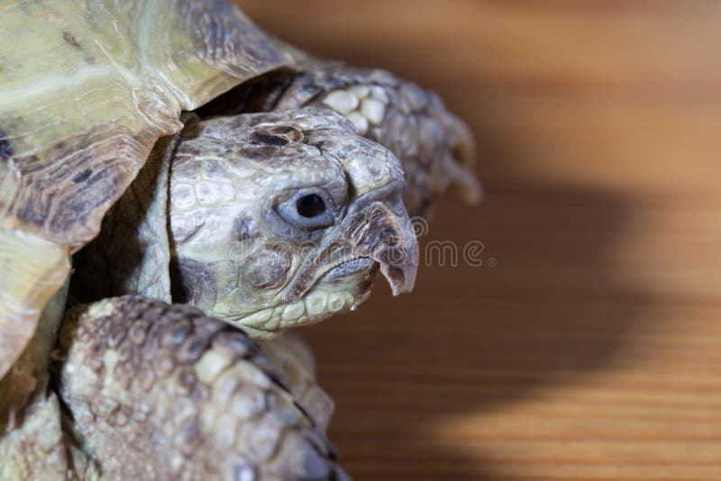 Turtle on the wooden desk stock photo. Image of closeup - 85556740