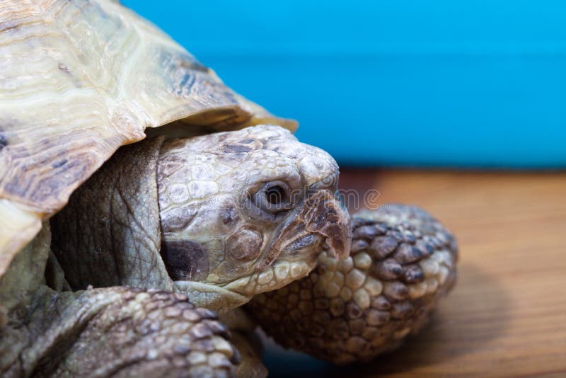 Turtle on the wooden desk stock photo. Image of long - 85556514