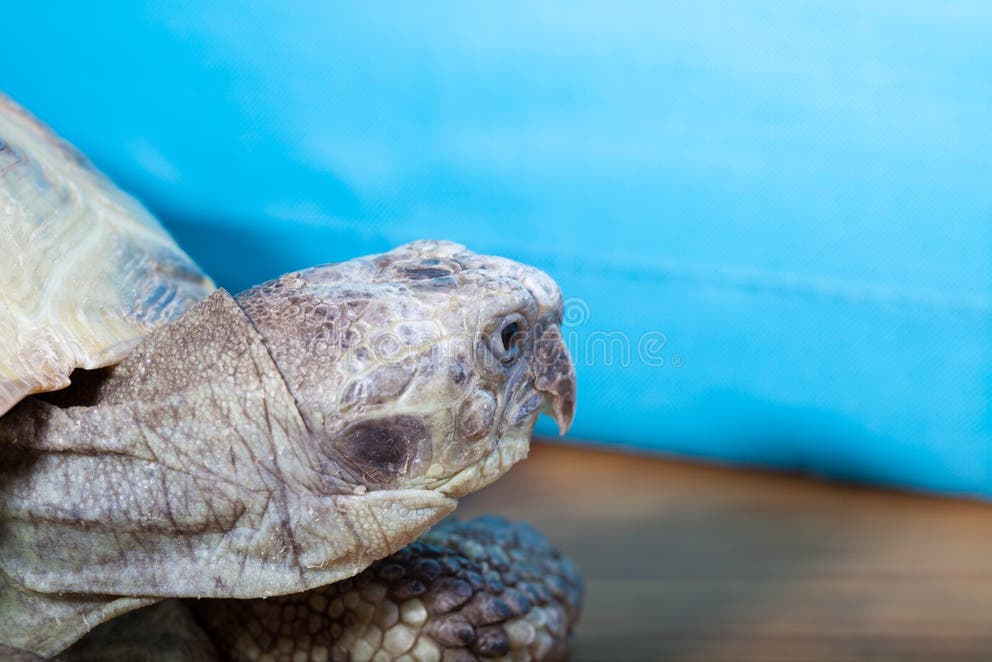 Turtle on the wooden desk stock image. Image of brown - 85556721