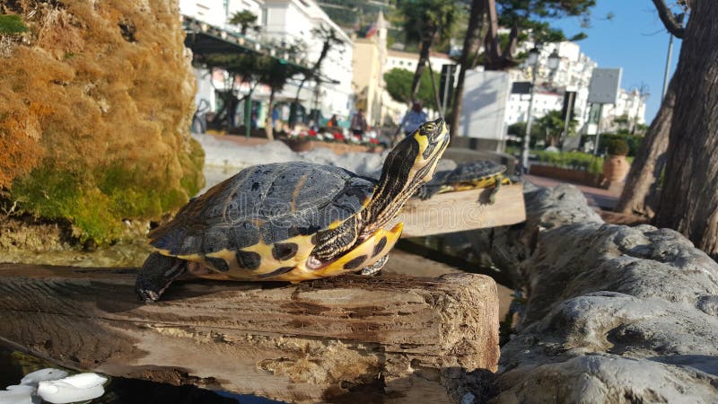 Turtle on a wooden pole stock image. Image of water, animal - 89520057