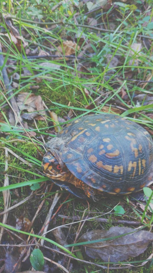 Turtle Head Poking Stock Photos - Free & Royalty-Free Stock Photos from ...