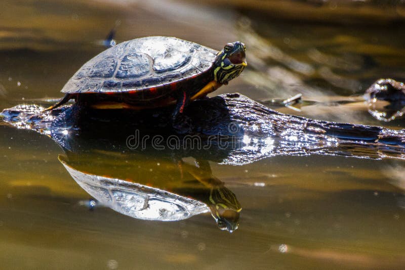 Yawning Painted Turtle stock photo. Image of herpetology - 33017274