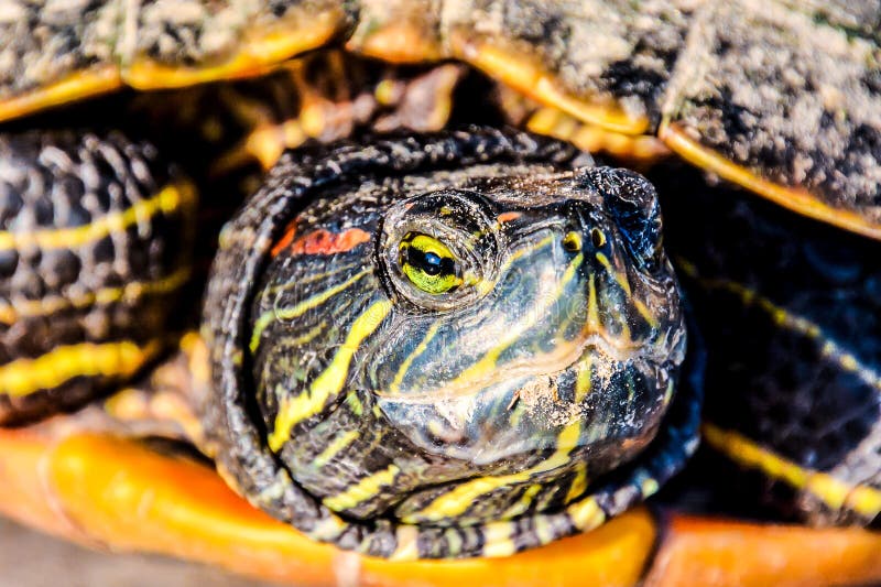 A Turtle with a Yellow and Black Shell is Laying on the Ground Stock ...