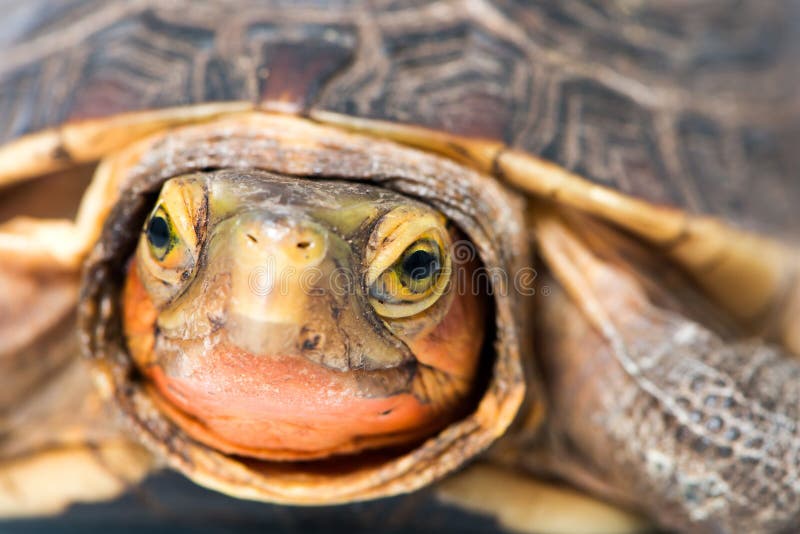 Turtle stock image. Image of turtle, hinged, edge, isolated - 38733555