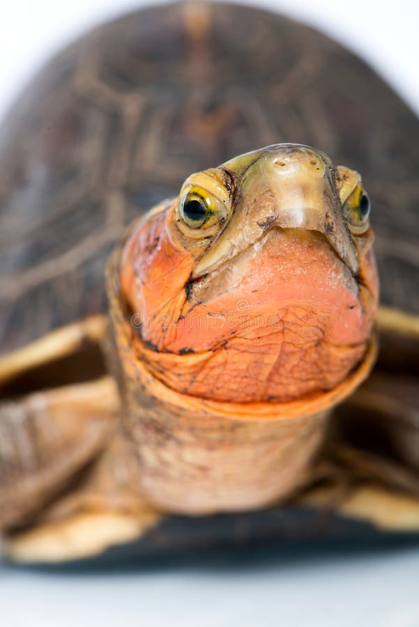 Turtle stock image. Image of turtle, hinged, edge, isolated - 38733555