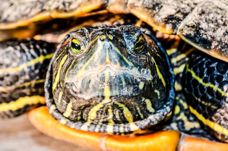 A Turtle with a Yellow Stripe on Its Face Stock Photo - Image of wild ...