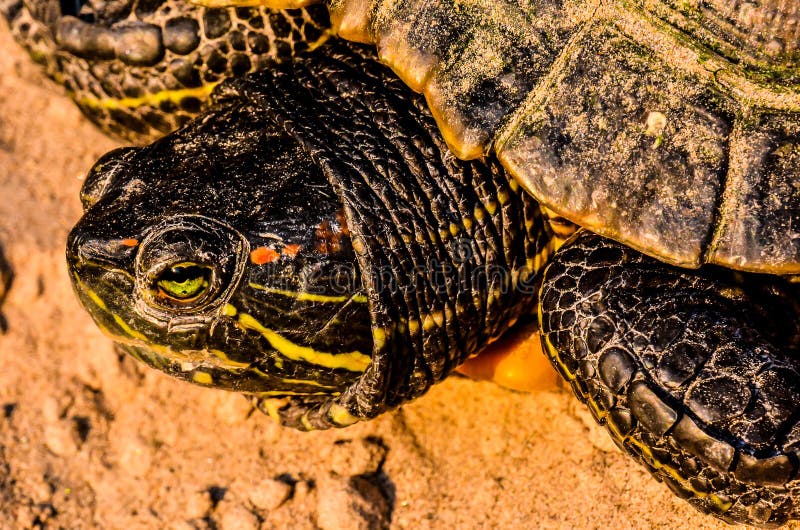 A Turtle with a Yellow Stripe on Its Head Stock Photo - Image of ...