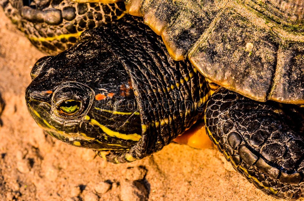 A Turtle with a Yellow Stripe on Its Head Stock Photo - Image of ...