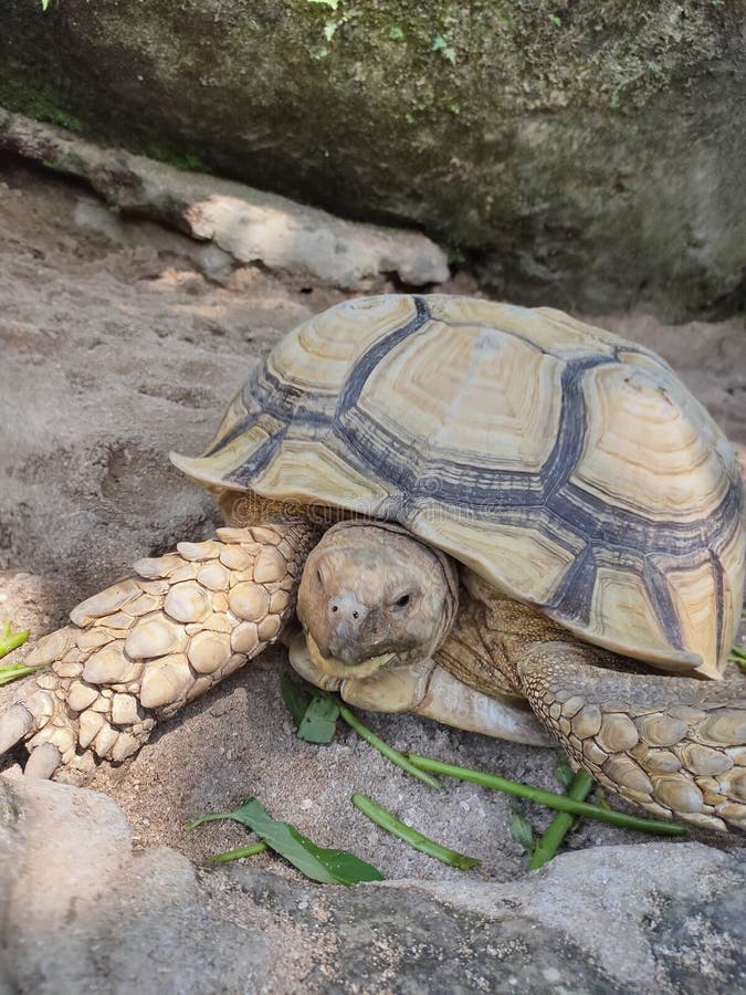 Turtle at the zoo stock photo. Image of animal, crocodile - 262117404