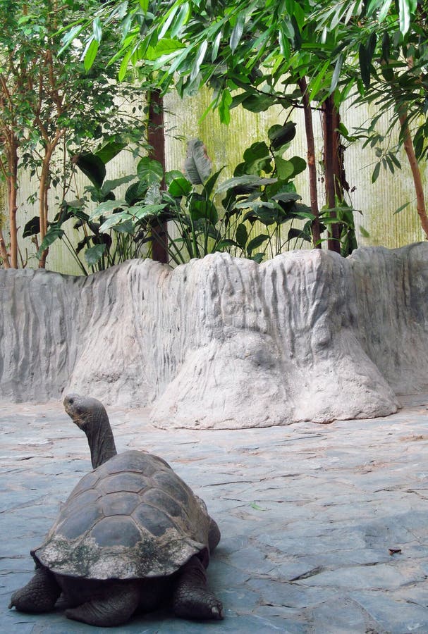 Turtle in the zoo stock image. Image of green, aquatic - 78015773