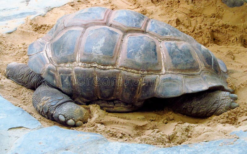 Turtle in the zoo stock photo. Image of amphibian, creature - 79670802