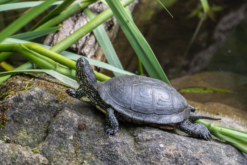Turtle in the zoo stock photo. Image of diving, cartoon - 238278258