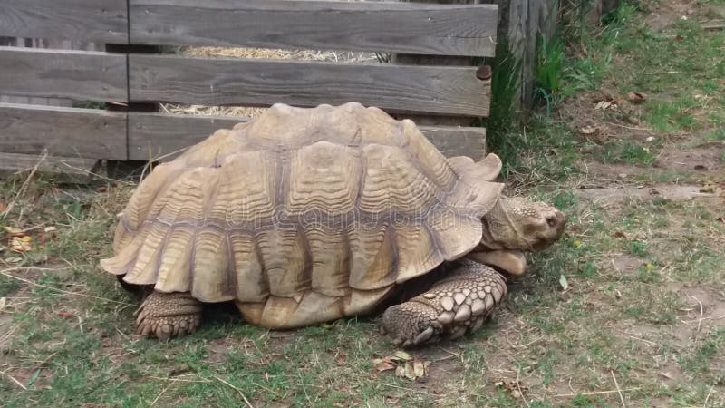 A turtle in a zoo stock photo. Image of chelonoidis - 106710798