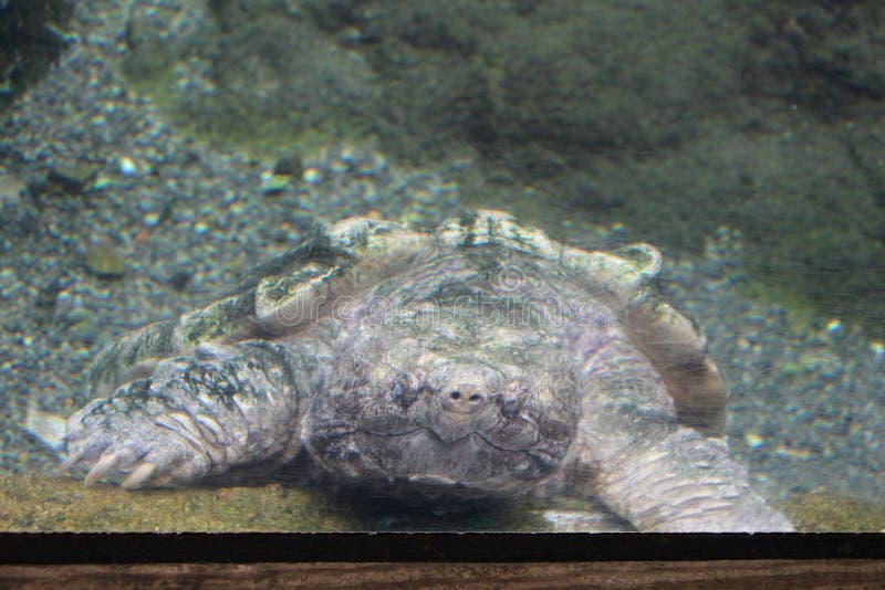 Turtle - zoo - japan stock photo. Image of tortoise - 292247964