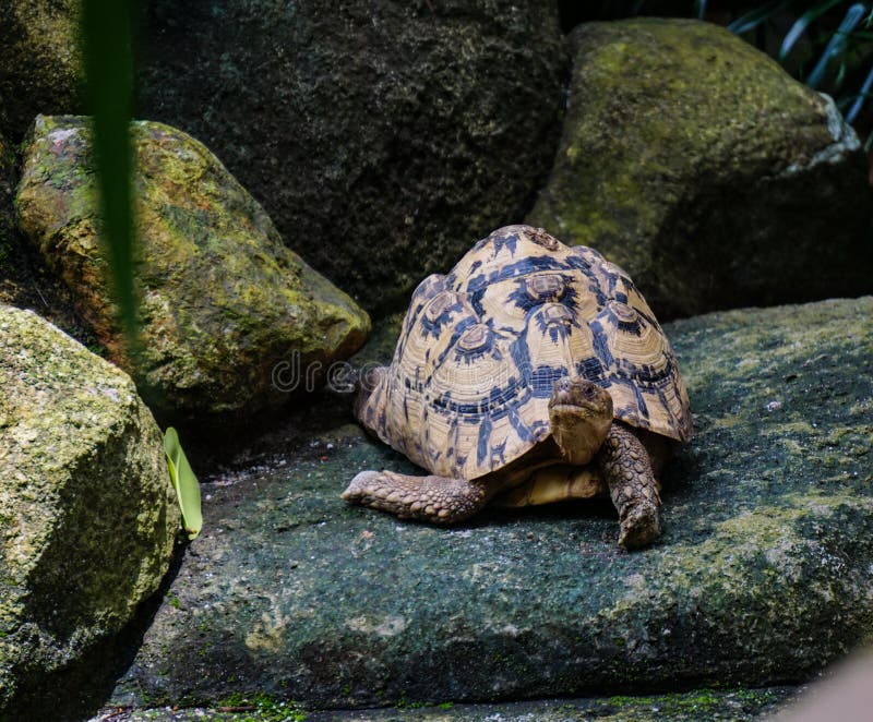 A turtle at the zoo stock image. Image of sunny, komodo - 75015685