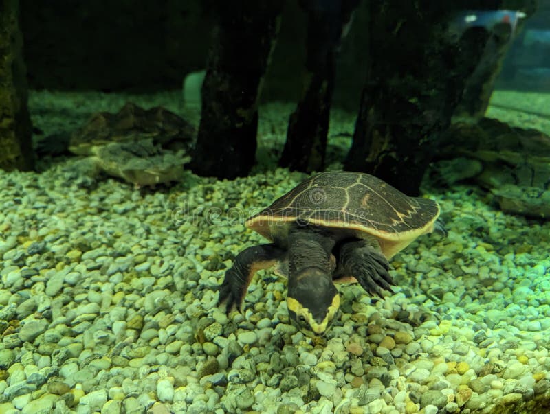Turtle zoo tank water stock image. Image of frog, animal - 265250719
