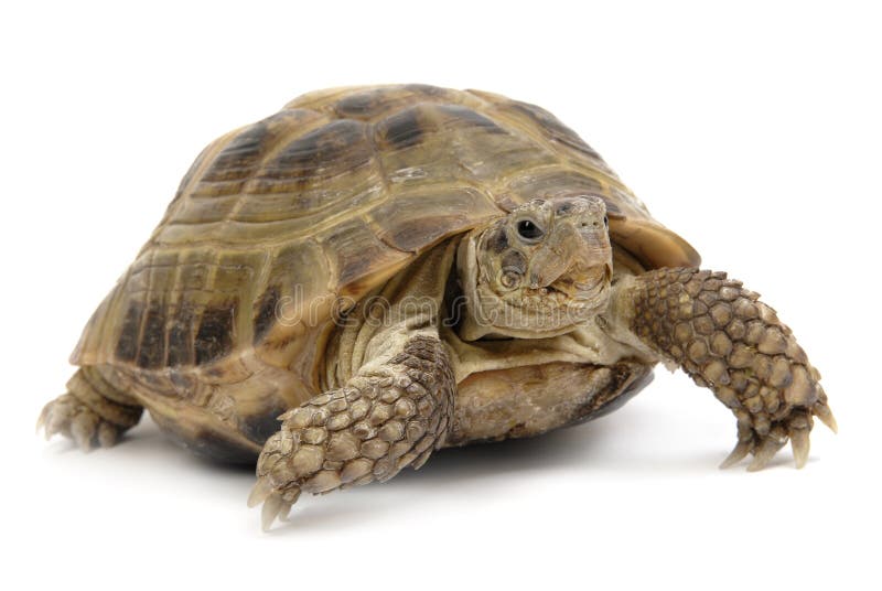 Snapping Turtle Eggs (Chelydra Serpentina) Stock Image - Image of ...