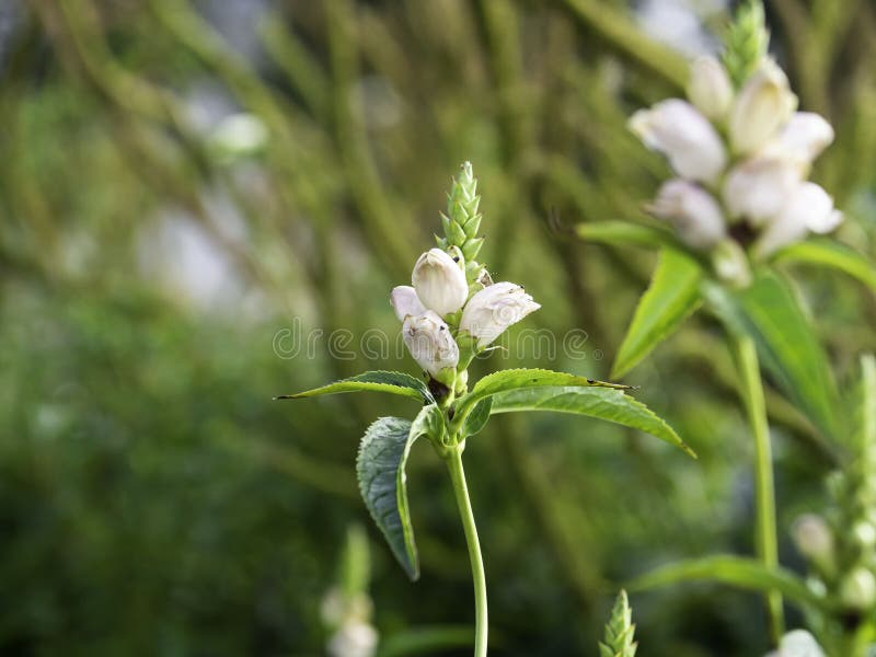 Turtlehead and bugs stock image. Image of nature, garden - 213064151